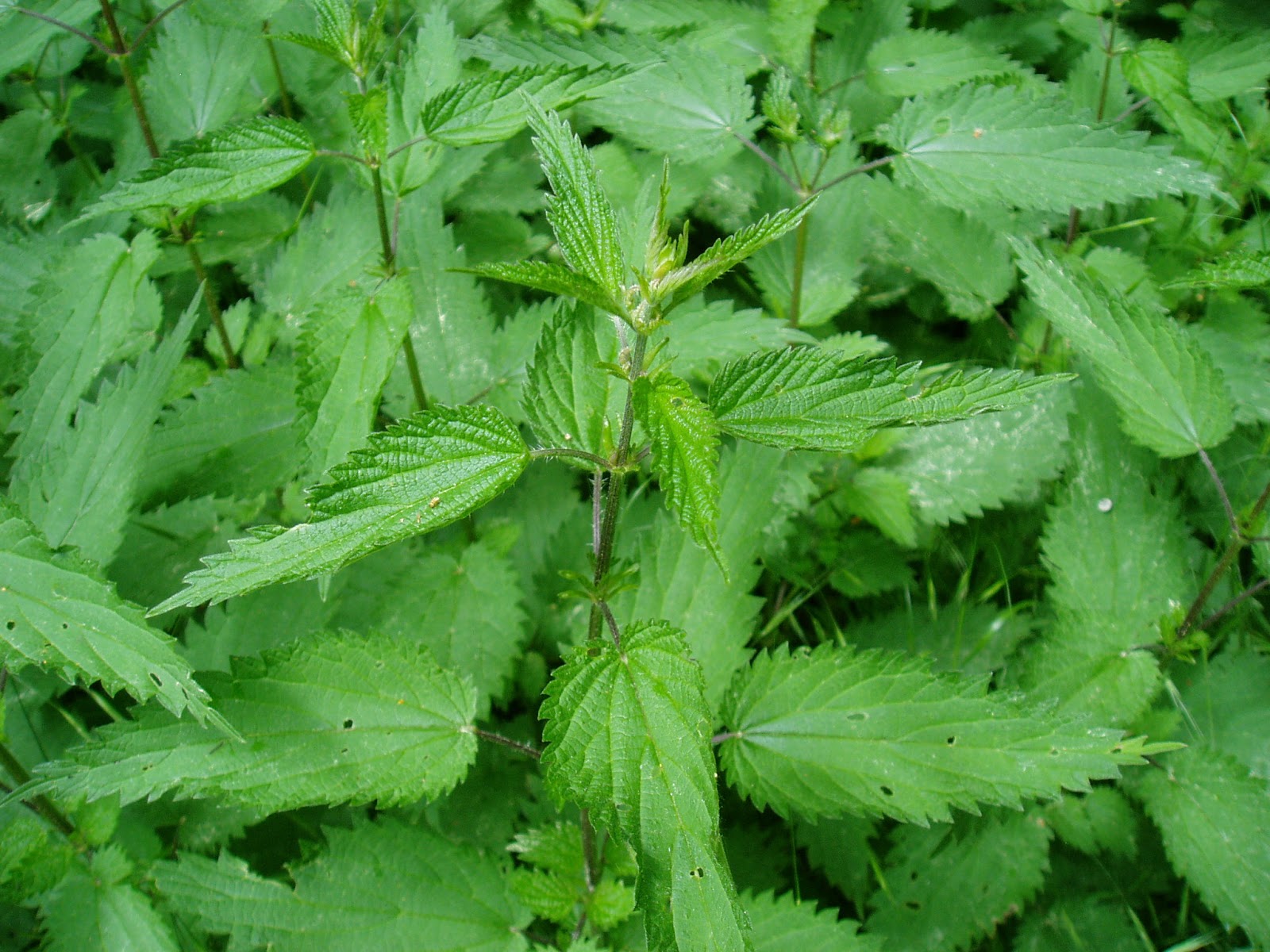 Plantas rioMoros: julio 2013