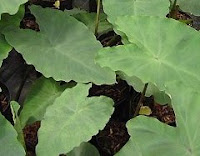 Life in its varied forms: Arbi ke patte ki sabzi (Colocsia leaf , Taro ...