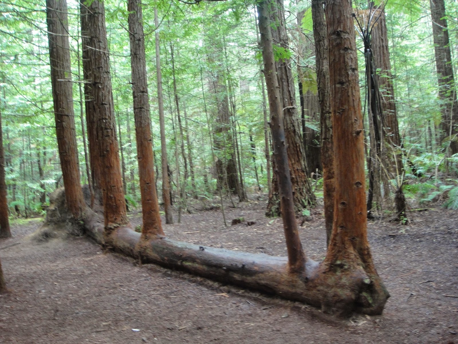JIAHUI GAO: Last piece of clean land on the earth-New Zealand