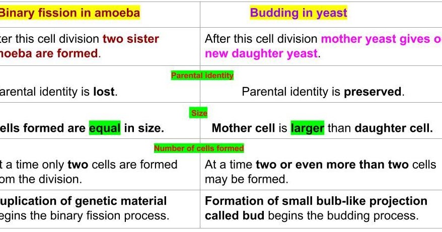 Differences between binary fission in amoeba and budding in yeast:-