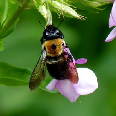 Carpenter bee | The Life of Animals