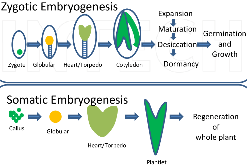 Differences between somatic and gametic embryogenesis