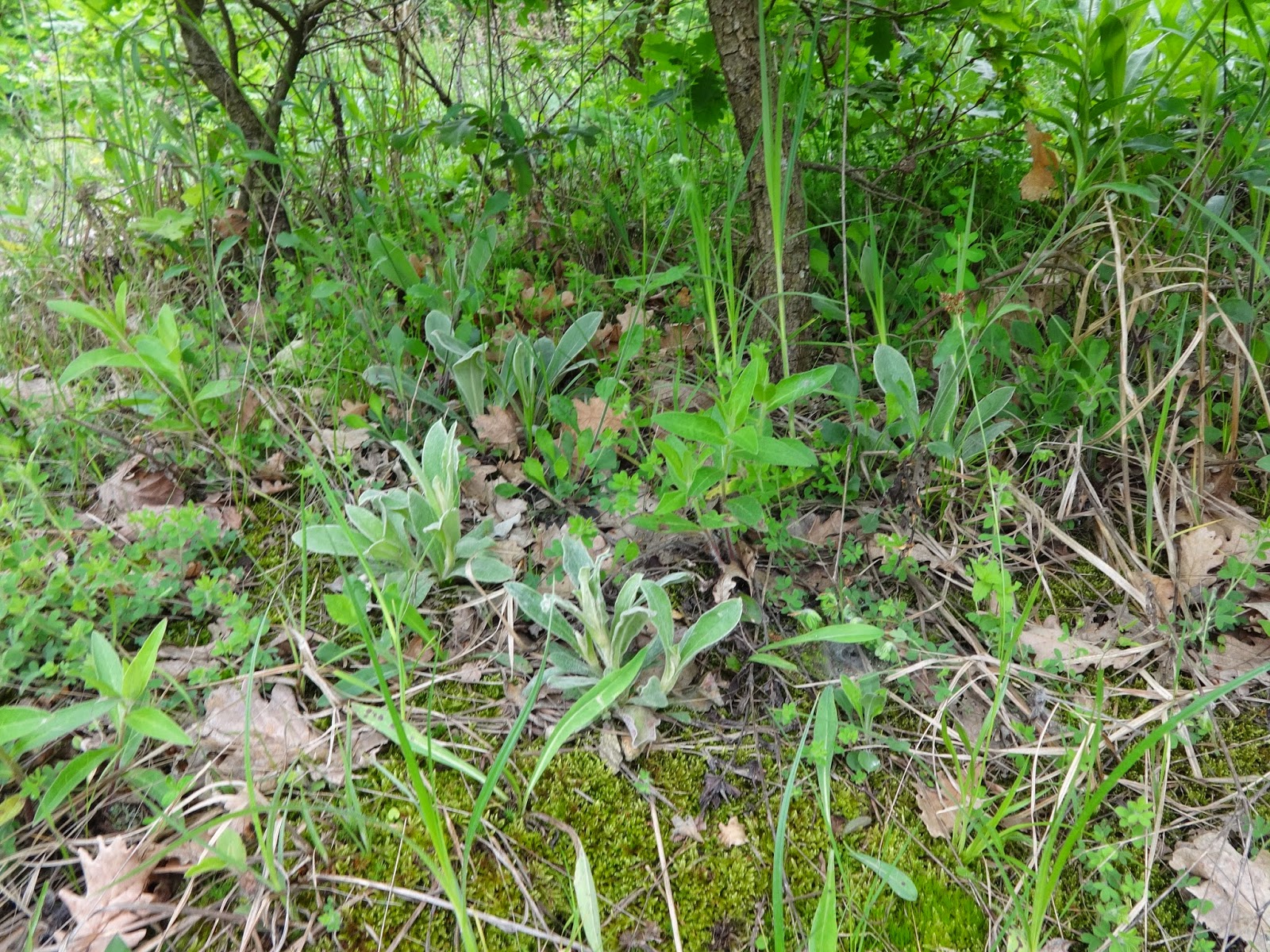 Herbs from Distant Lands: Sideritis scardica - Mursalsky Tea, Ironwort ...