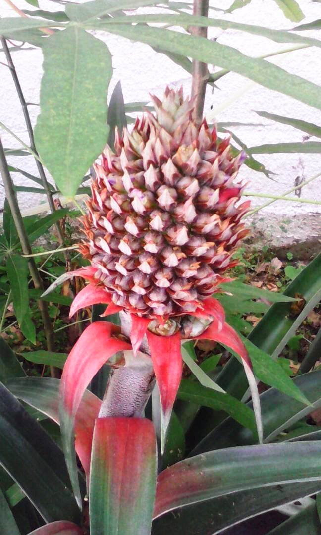 Ven Economía Productiva: Conuco+Familia