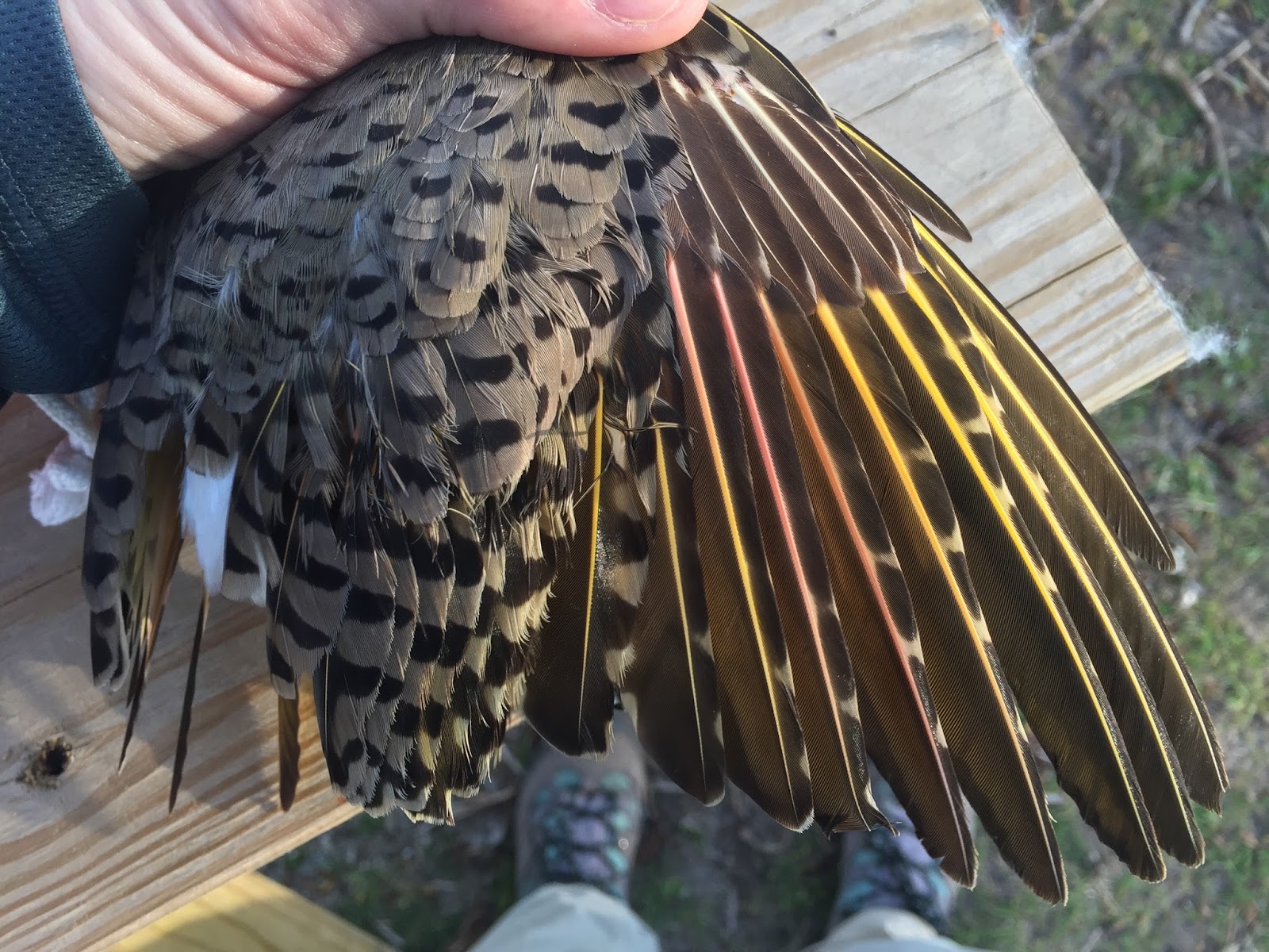Presque Isle State Park Bird Banding: Fun with Flickers!