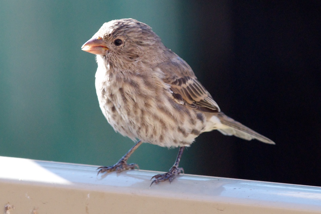 A Calgary Birder: Birding When You Can't Bird