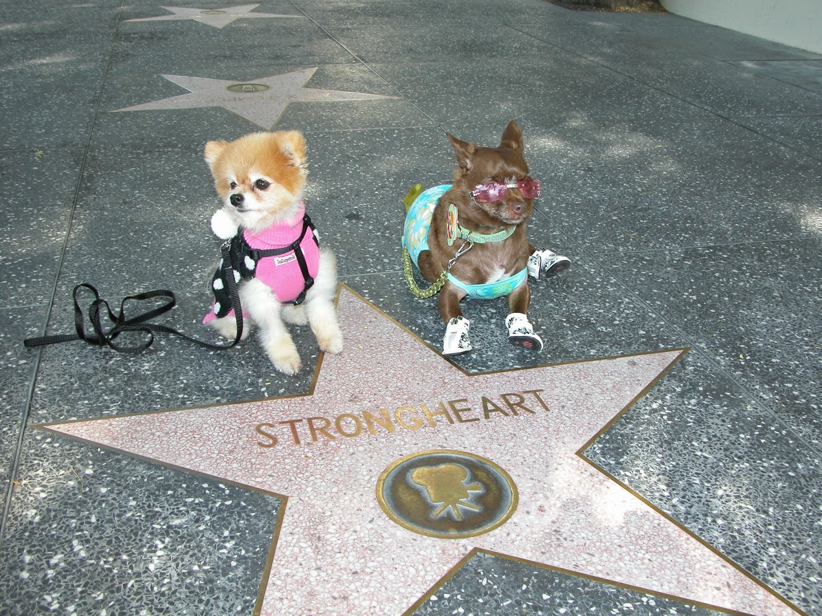 Jeff Rapsis / Silent Film Music: Going to the dogs with Thunder ...