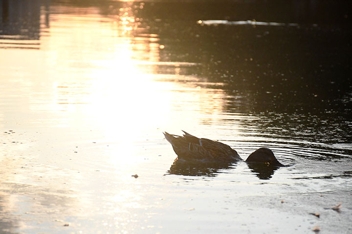 JOUR370 - Section 501 - Spring 2023: Alexandra Glover - Golden Hour