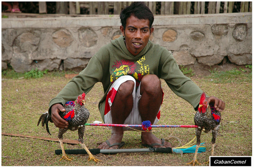 Tradisi Pelik Perlumbaan Ayam Yang Tidak Pernah Dilihat - Gaban Comel