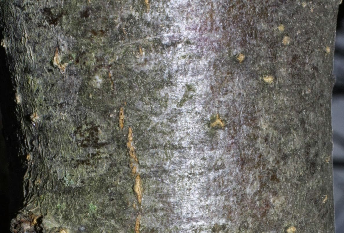 Trees Planet: Malus sylvestris - Crab Apple