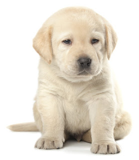 Yellow or Sand Labrador Retriever Puppy - Labrador Retriever Dog