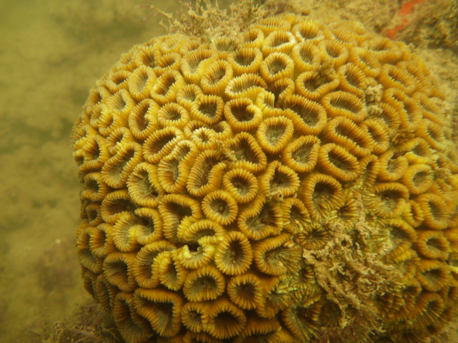 Down Unda: SS Moltke Ship Wreck, Magnetic Island