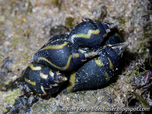 tHE tiDE cHAsER: Dove Snails (Phylum Mollusca: Family Columbellidae) of ...