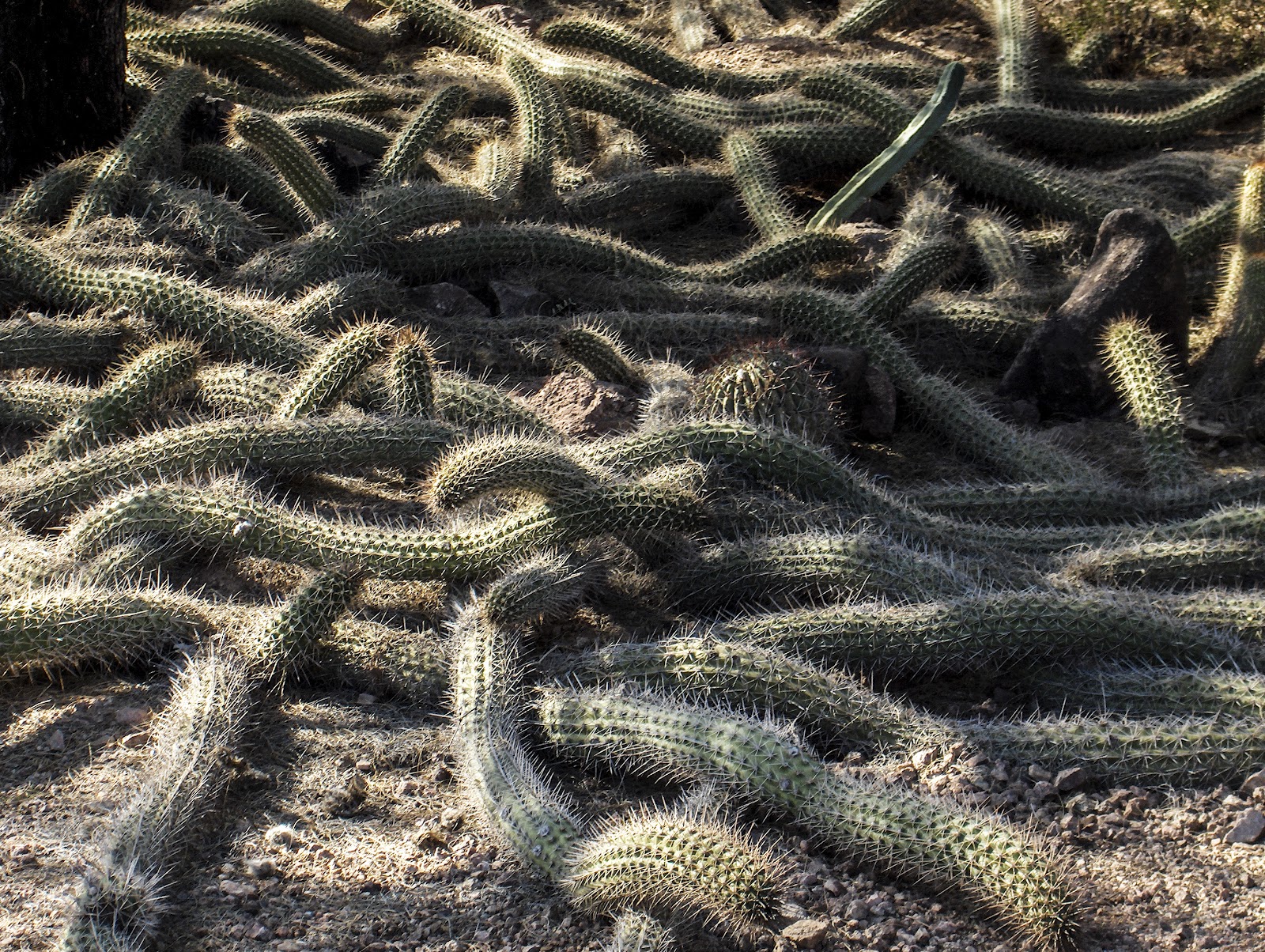 Walking Arizona: Creeping Cactus
