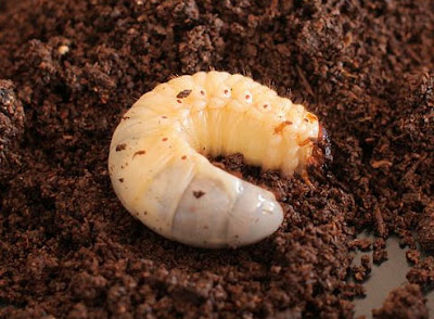 Kumbang Badak Jepang, Serangga Perkasa dari Asia | RE Tawon