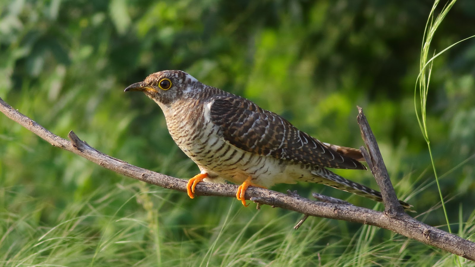 Birding ! Driving ! Soul-searching !: Cuckoo Family