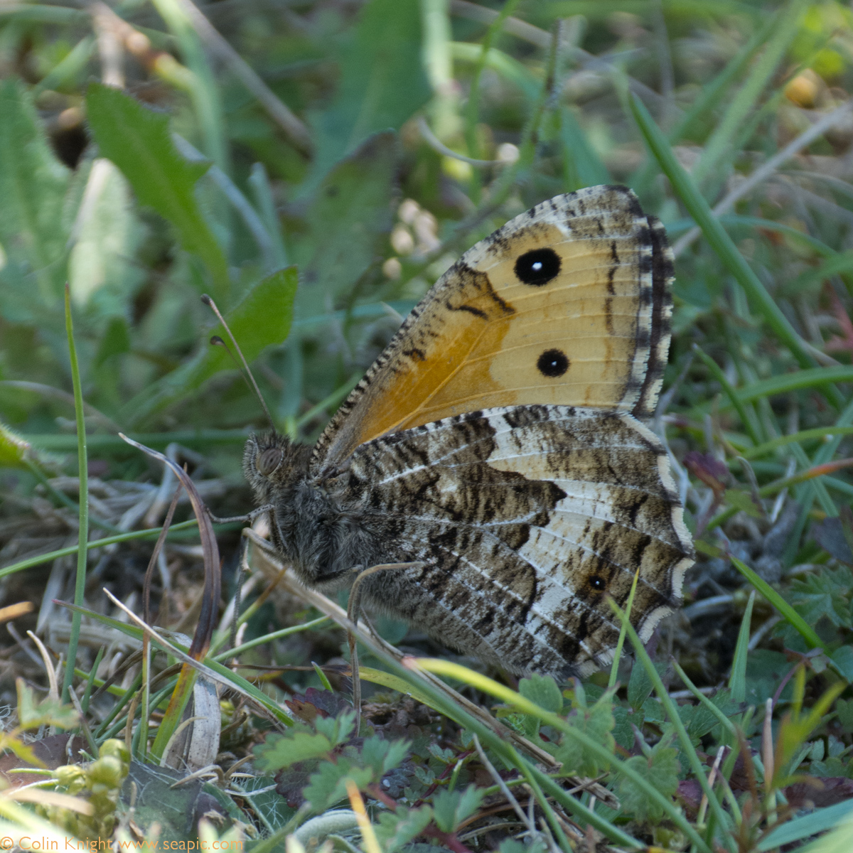 Postcards from Sussex: more Graylings