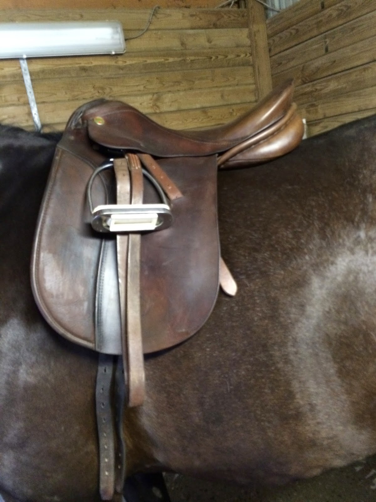 Riding Rainbow: Everyday Tack: Dressage