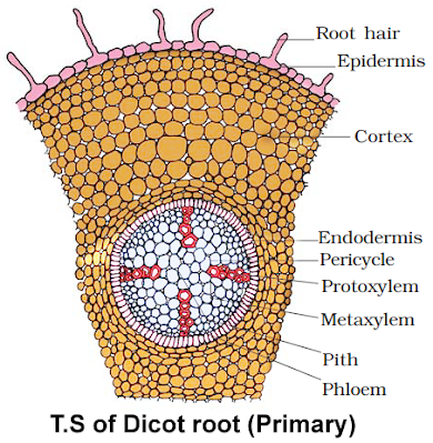 Anatomy of flowering plants - Notes (Class 11) Part 3: Anatomy of Dicot ...