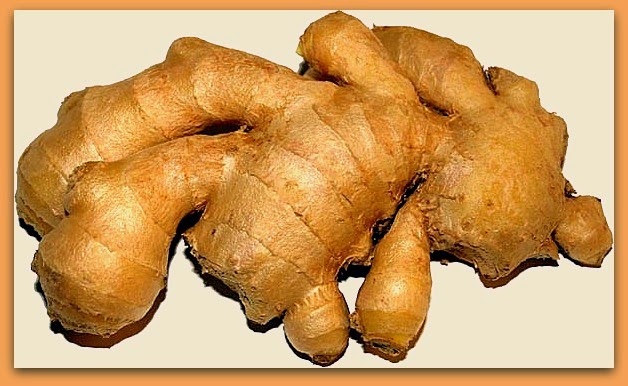 Animales y Plantas de Perú PLAAN: junio 2014