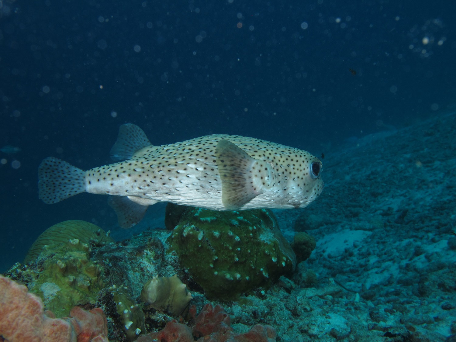 Rambling Jill: Porcupinefish