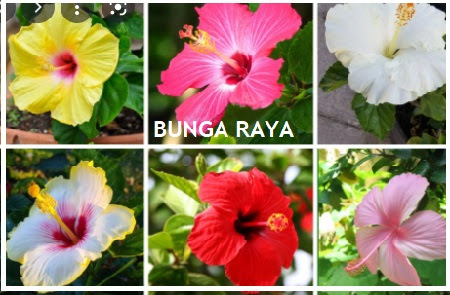 Anim Agro Technology: BUNGA HIASAN DI RUMAH - JENIS POKOK (Pt 1)
