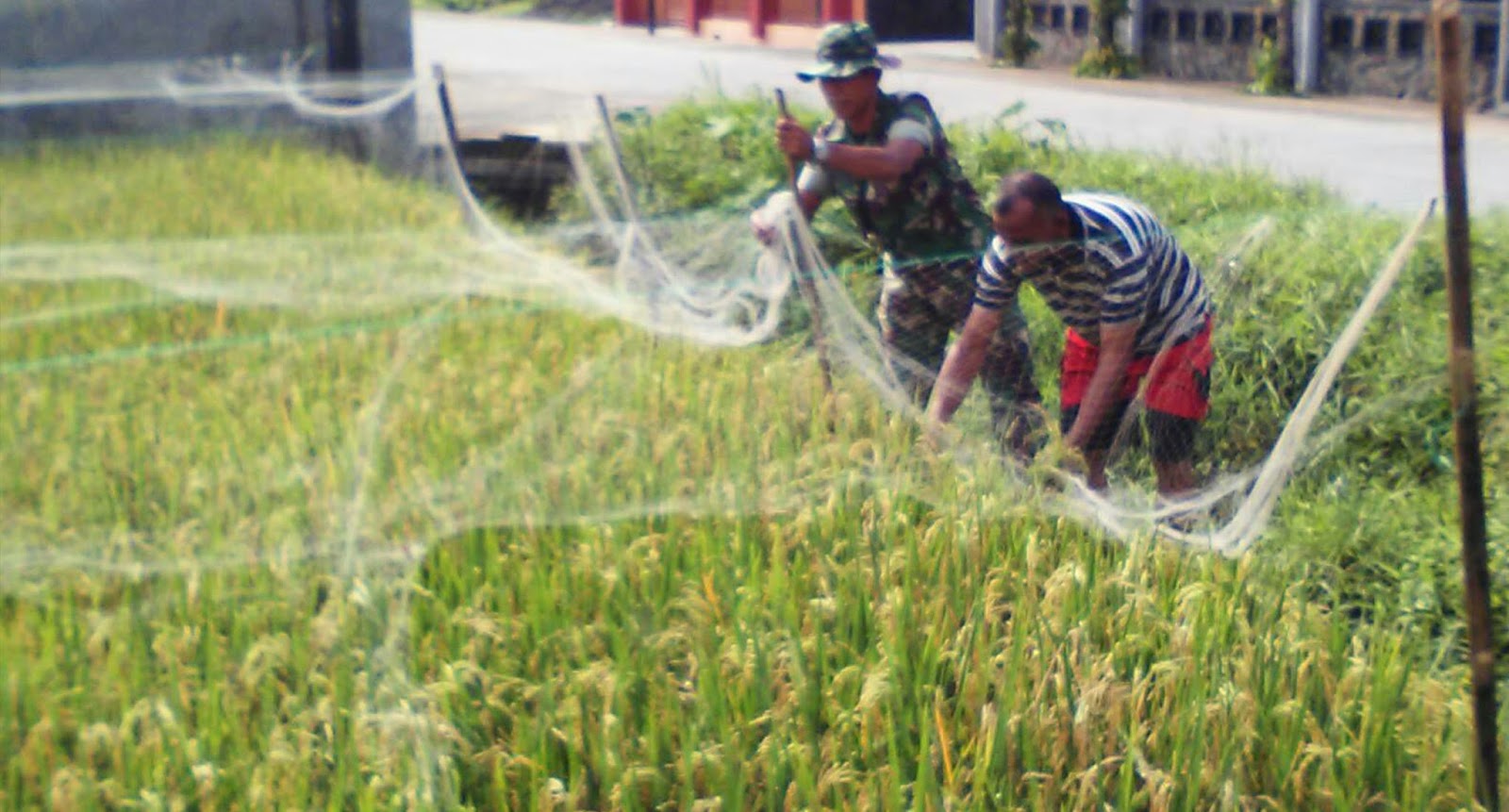 Padi Mulai Menguning, Babinsa Bantu Petani Pasang Jaring - KODIM 0722/KUDUS