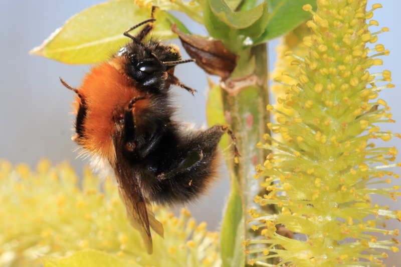 1000 Leidse soorten: Wespen en bijen
