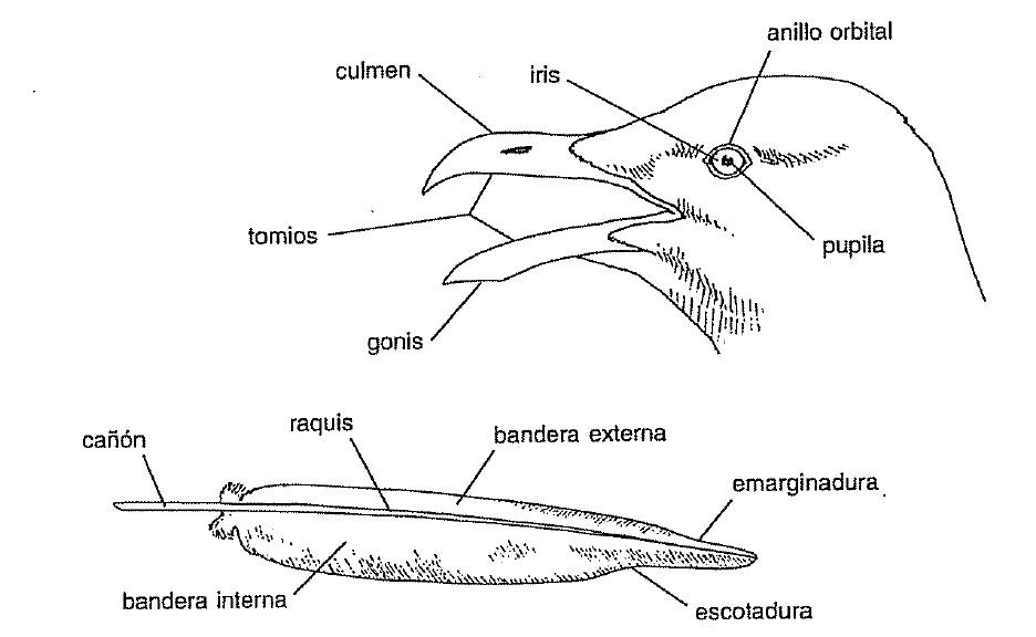 Aves de España
