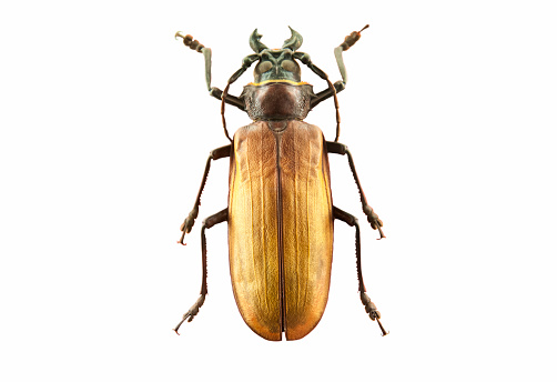 15 Rarest Insects in the world | Rarest Bugs in world | Food | lifespan ...