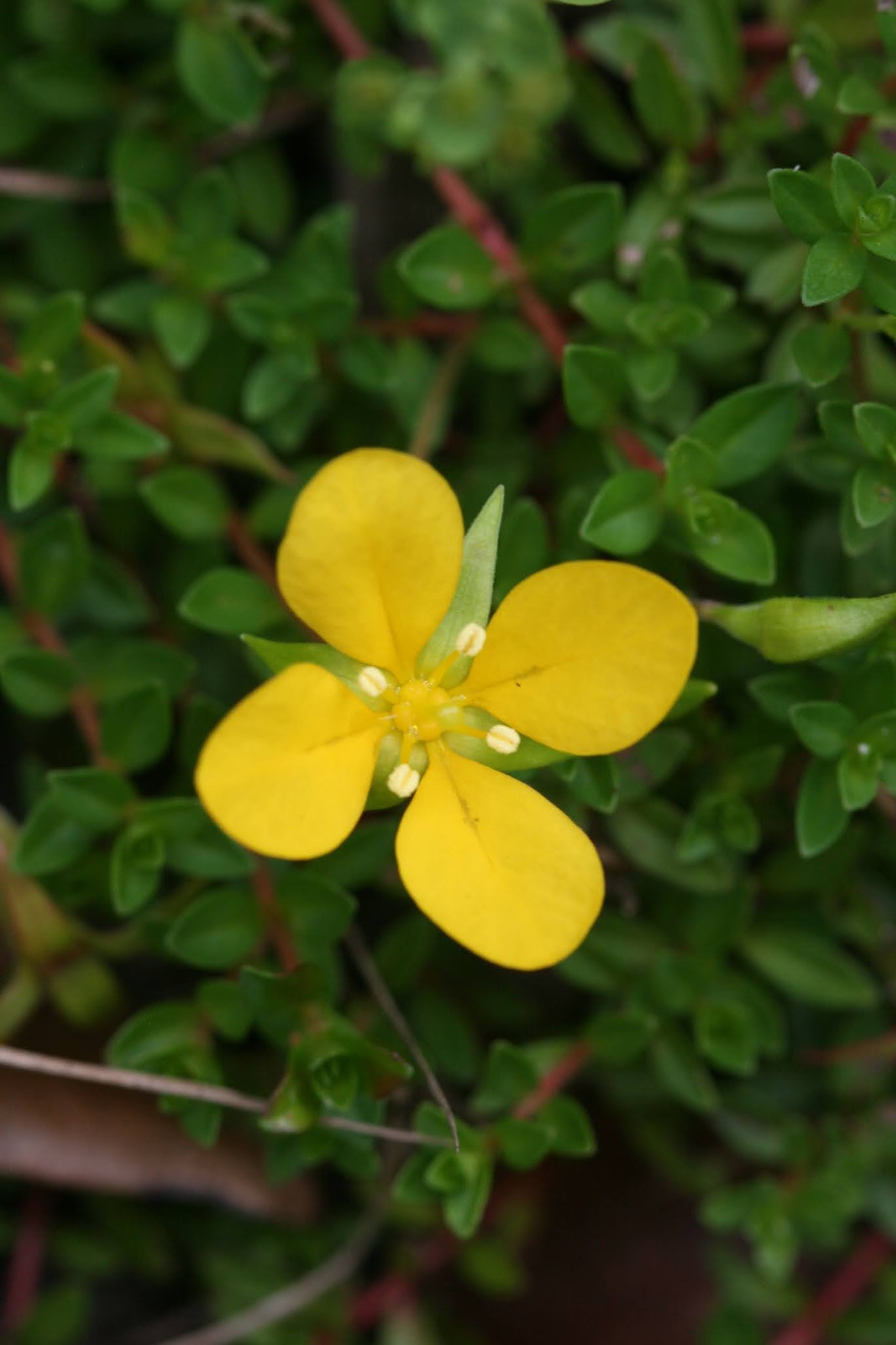 Native Florida Wildflowers: Marsh seedbox - Ludwigia palustris