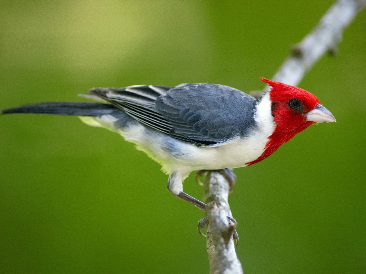Galerías de Exóticos: Cardenal Gris (Paroaria coronata)
