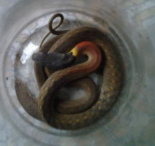 SPECIES OF SNAKES FOUND IN ASSAM
