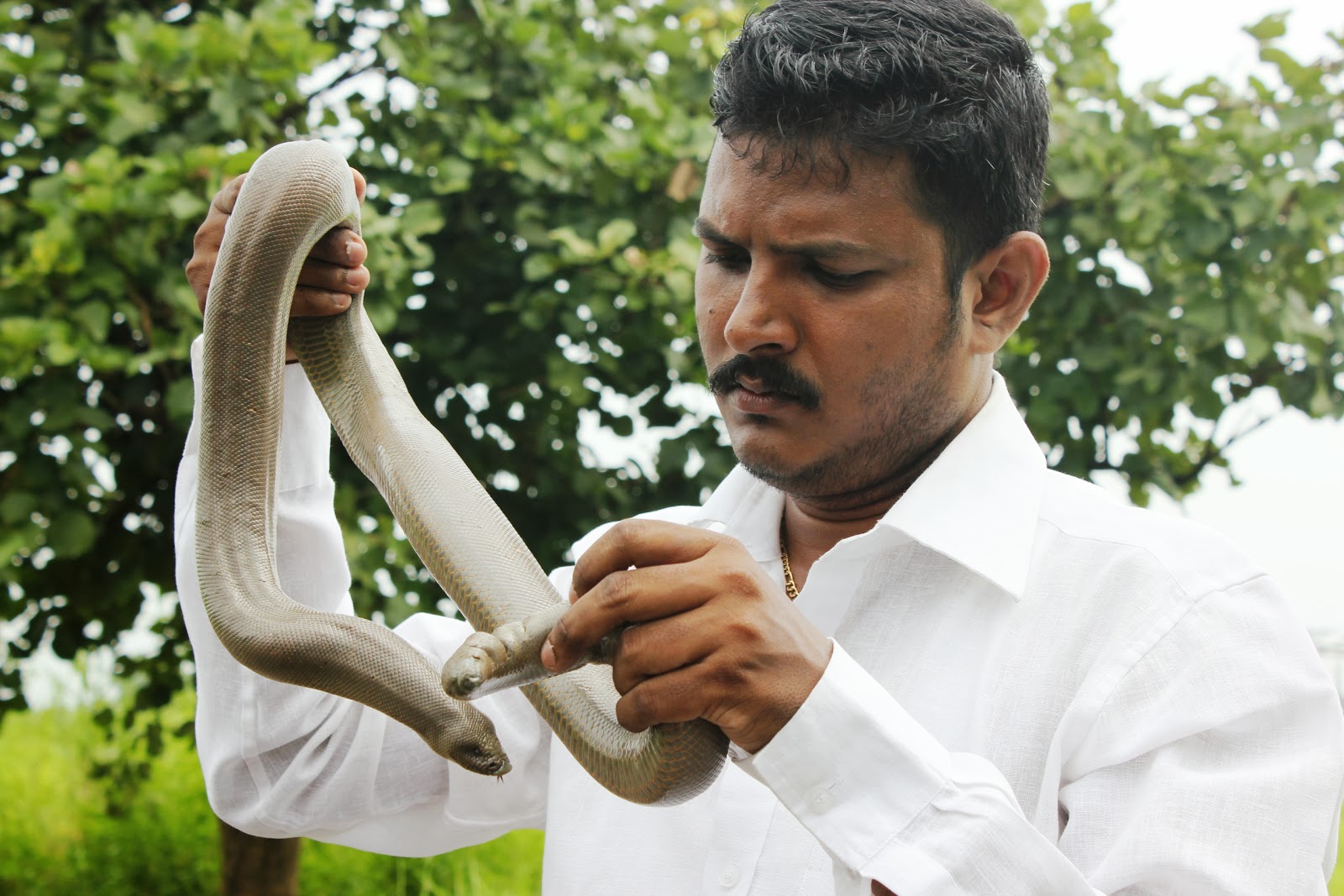 PAWS-Mumbai Press Kit Update: Sand Boa rescued from Goregaon Aarey ...