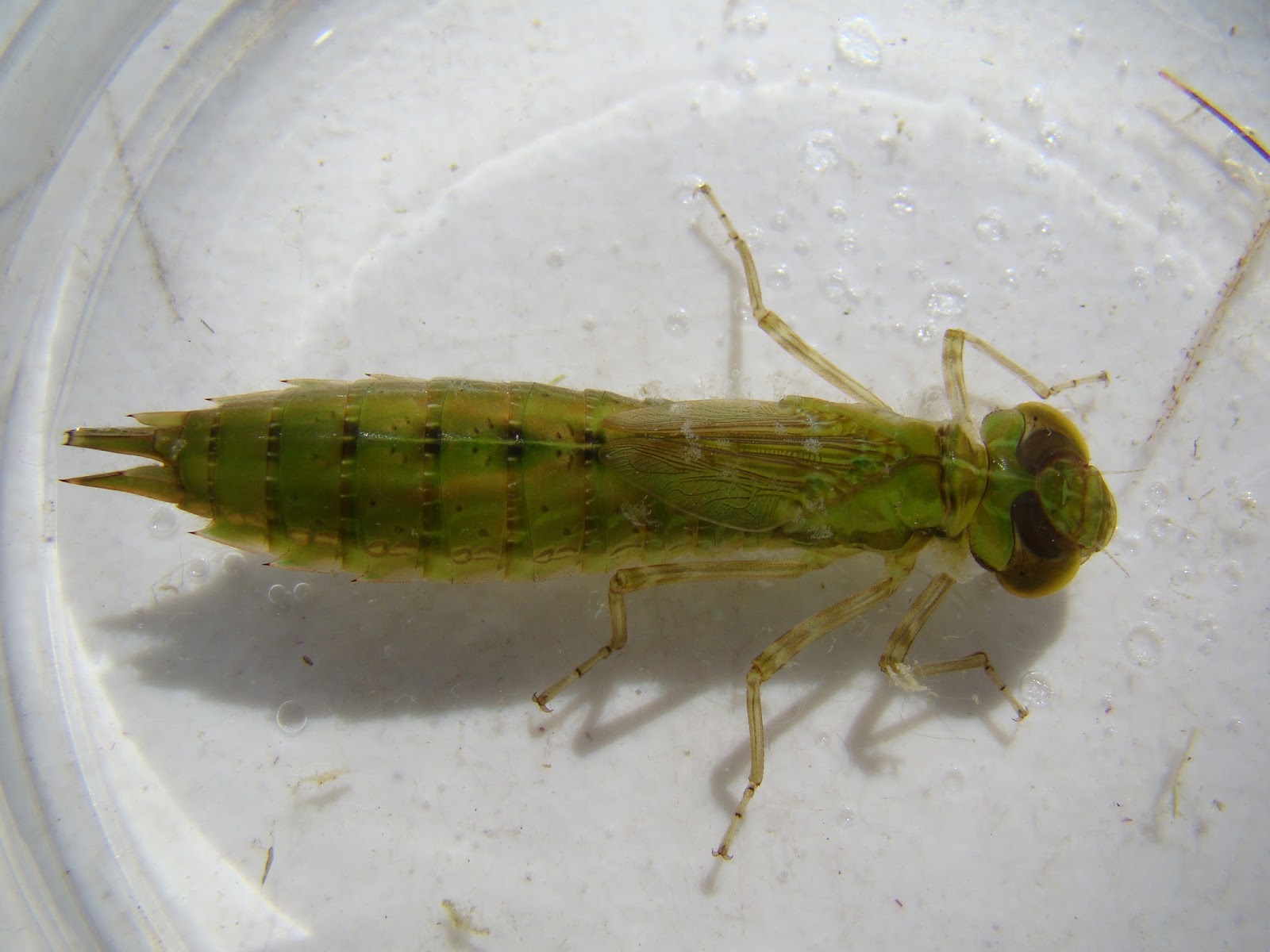Isabella Conservation District Environmental Education Program: Aquatic ...