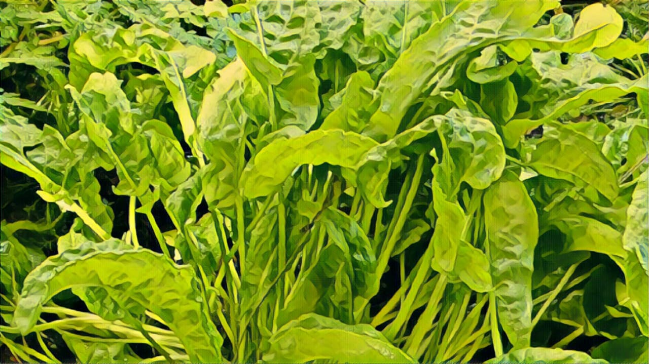 Acedera | Lengua de Vaca Vinagrera, Rumex Acetosa