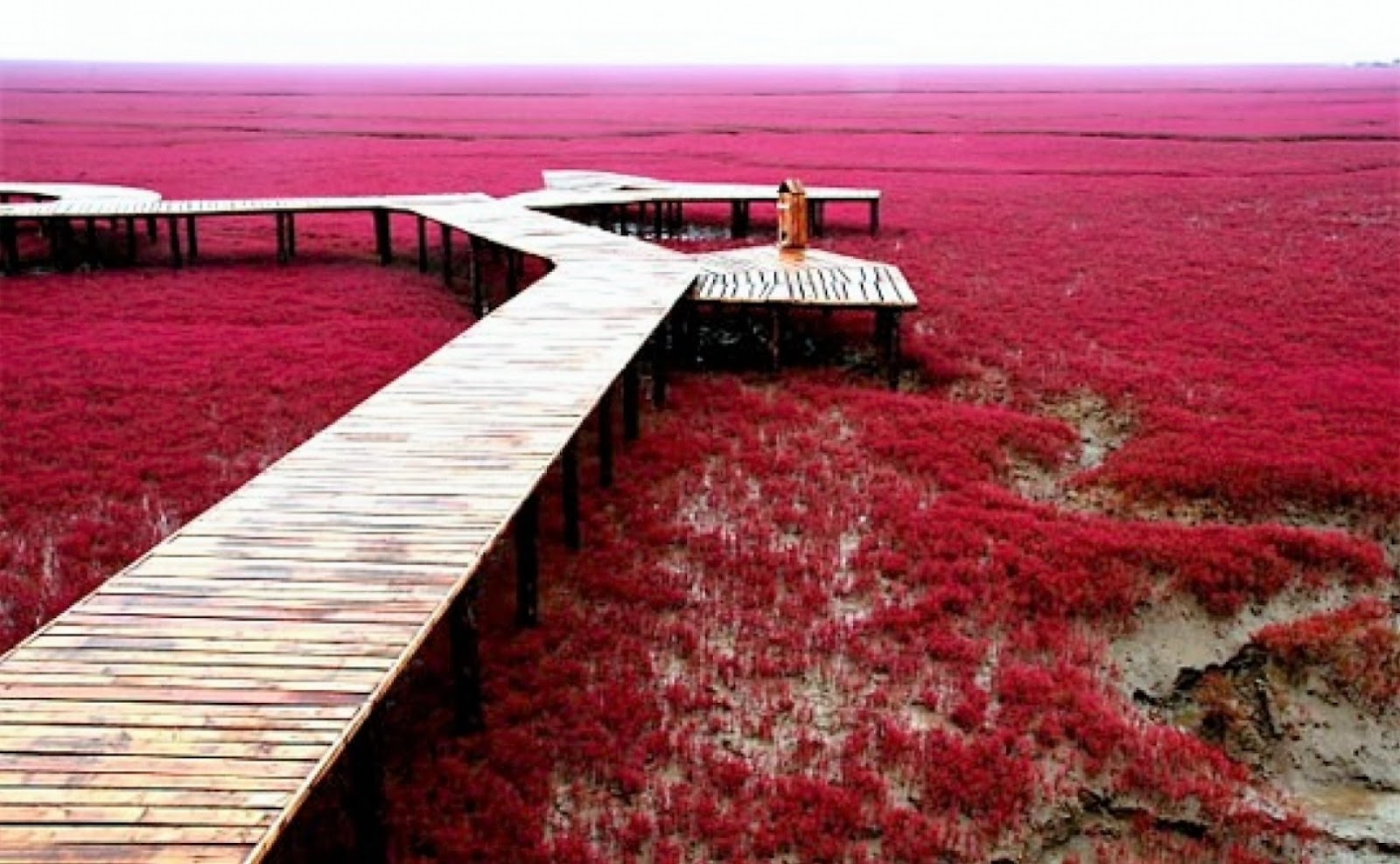 Fieggentrio: Rode Strand, Dawa (China)