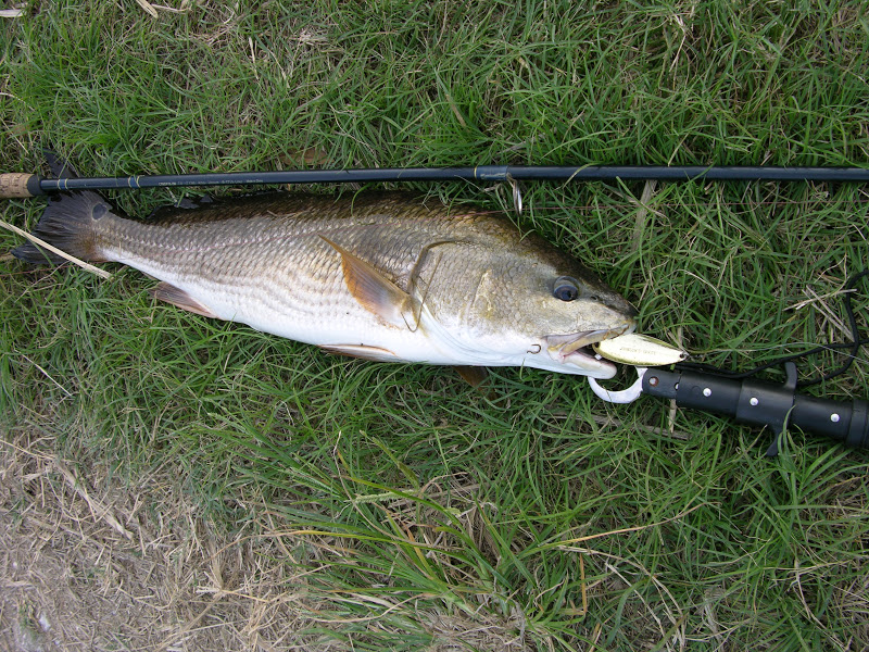 Mosquito Lagoon & Indian River Fishing: Gold Spoons For Redfish