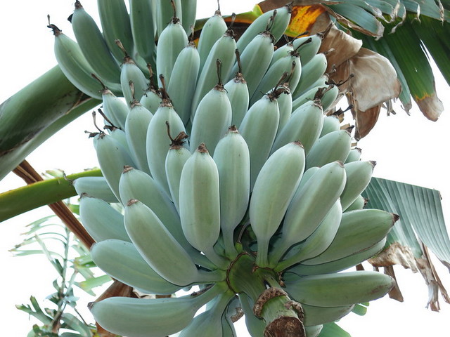 Chingum — Discover Curiosities: Blue Java Banana