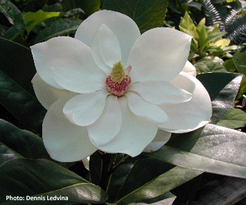 WORLD OF MAGNOLIAS: Magnolia "Exotic Star"