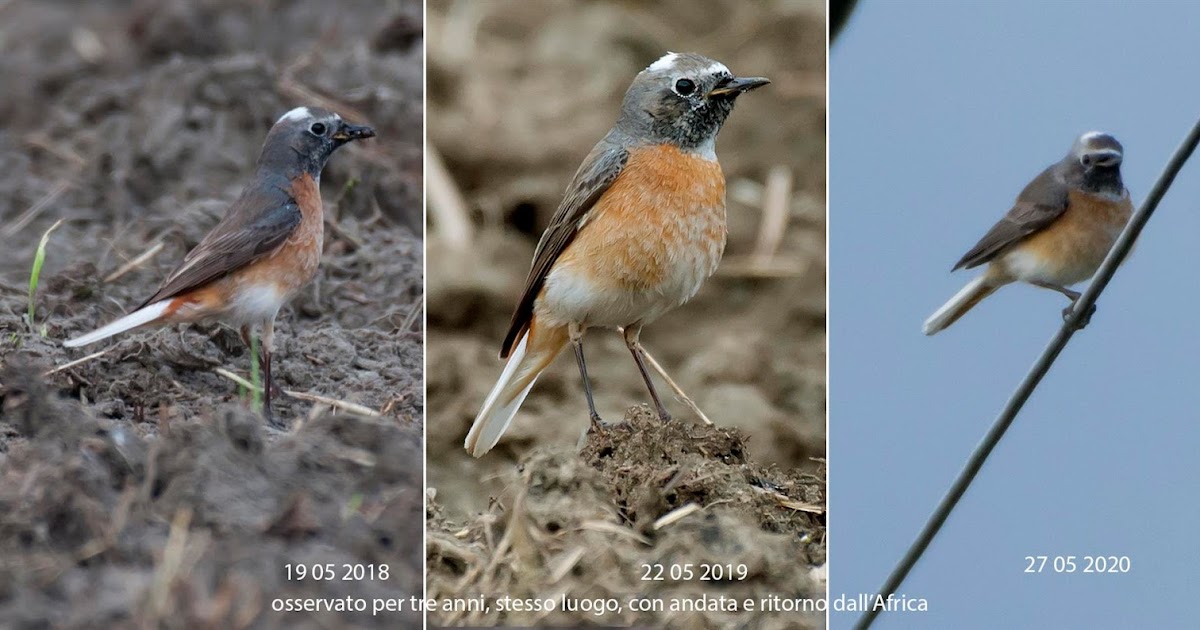 C.R.O.S. Varenna: Codirosso comune