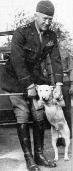 Willie, el bull terrier del general Patton. | ElAntro