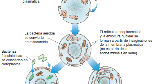 CIENCIA EPOANIS: Teoría endosimbiótica