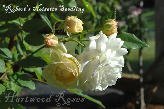 Hartwood Roses: Roses in the Garden, May 23.