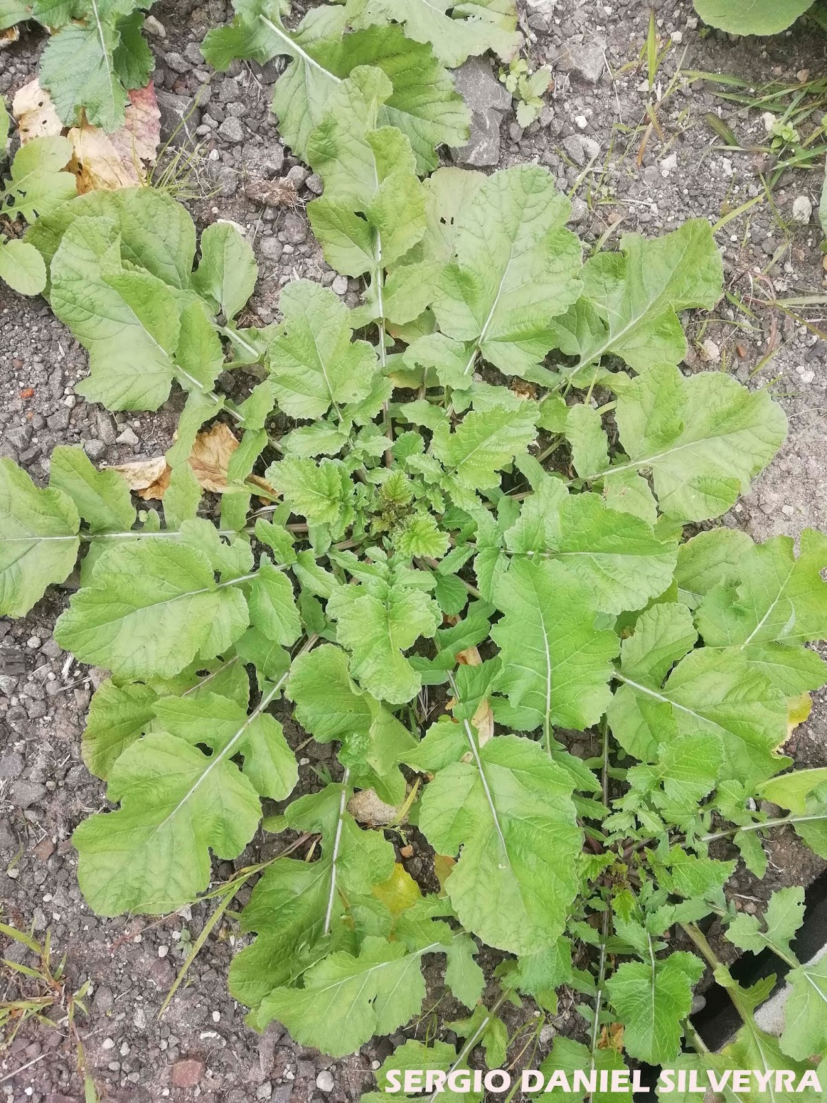 Flora Nativa de Entre Rios