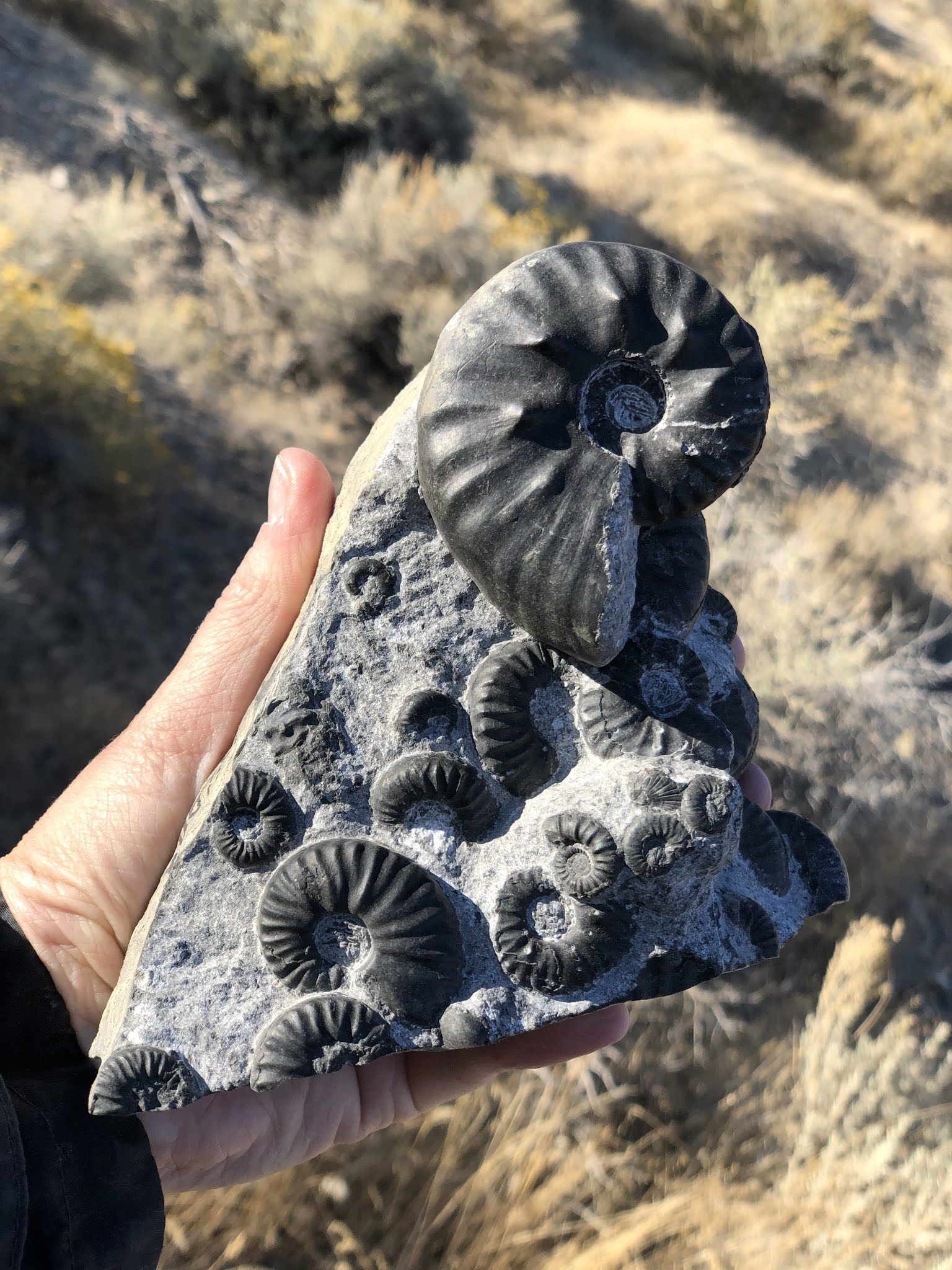 FOSSIL HUNTRESS: NEVADA FOSSILS: CARNIAN-NORIAN BOUNDARY