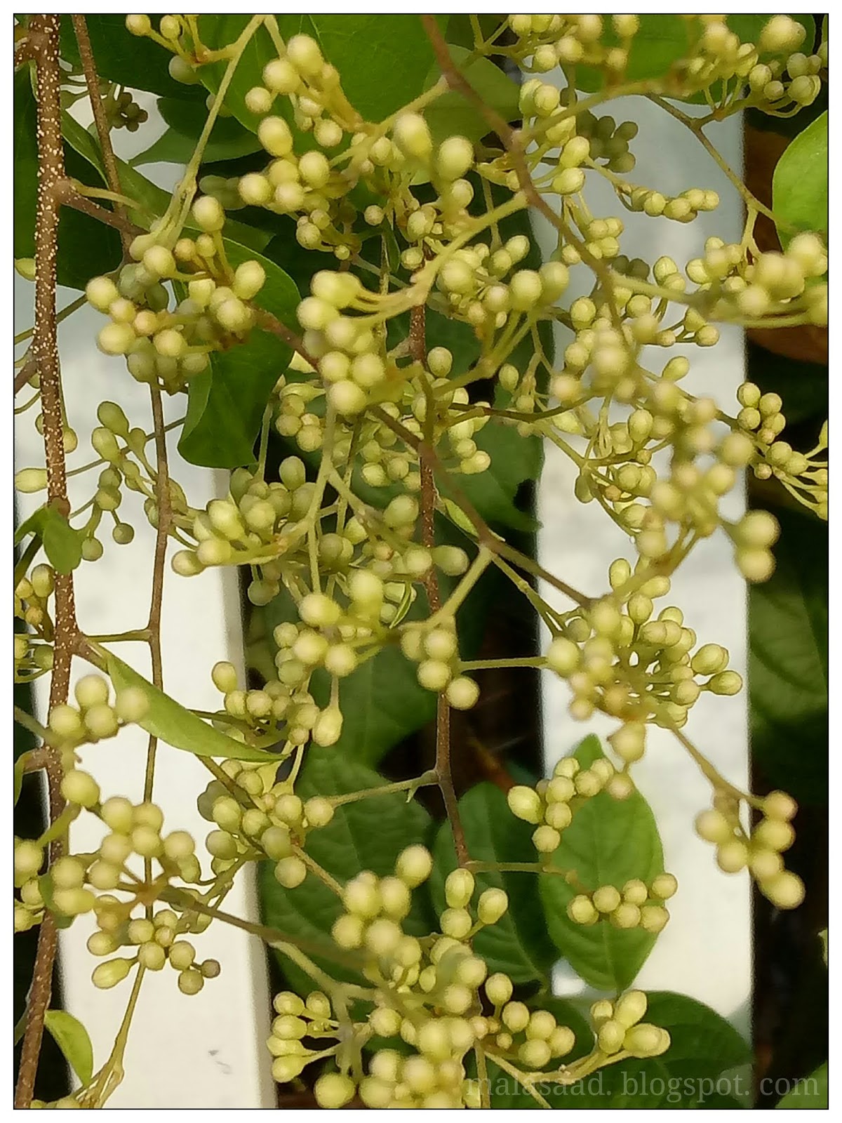 My Green Eye's: Porana Volubilis / Snow Vine