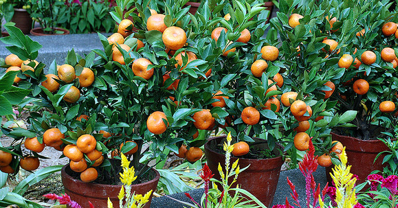 Cara Agar Tanaman Buah Dalam Pot Cepat Berbuah | Inspirasi Berkebun