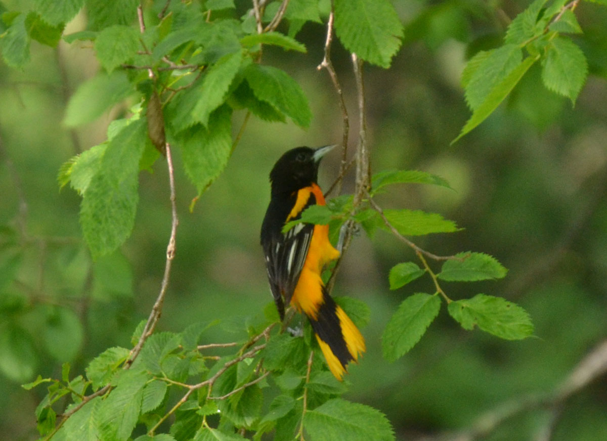 Woods Walks and Wildlife: Baltimore Orioles and Other Birds at ...
