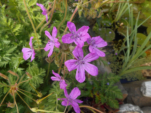 Gardening With Grace: Plant of the Week: Erodium manescavi
